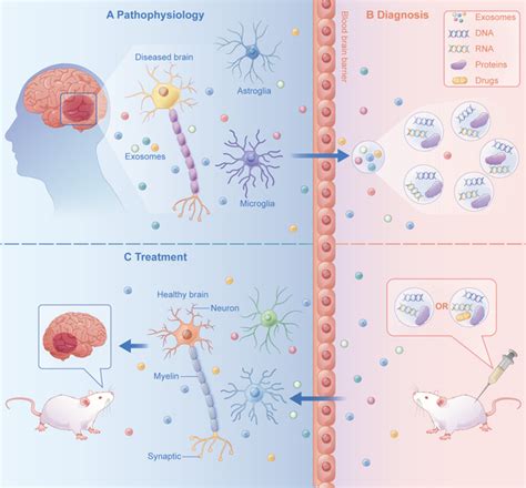 A Exosome Crossing Exosomes From Diseased Nerve Cells Cross The