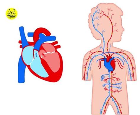 Circulatory System Clipart Human Body Illustration GIFs And PNG