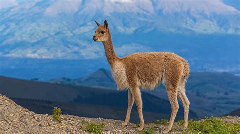 Vicu As Walking Near The Chimborazo Volcano Ecuador Windows