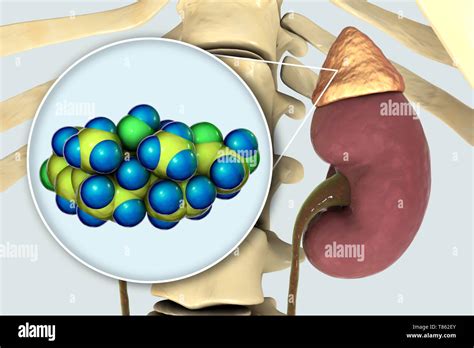 Hormone Cortisol Molecule And Adrenal Gland Illustration Stock Photo