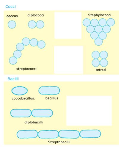 Microbiology Final Presentation Portion Flashcards Quizlet