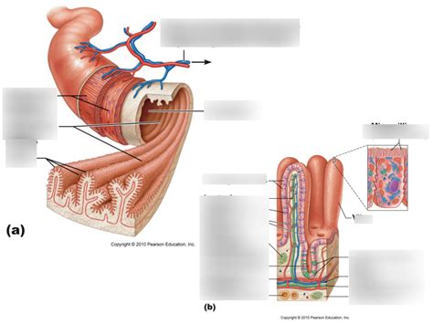 Lesson Organs Of The Alimentary Canal Diagram Quizlet