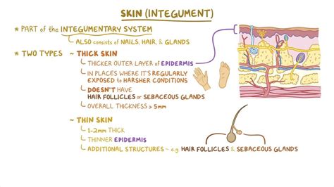 Histologic Layers Of Skin