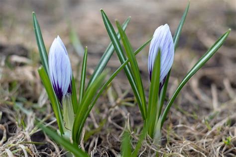 Krokus Kwiaty Wiosna Darmowe zdjęcie na Pixabay Pixabay