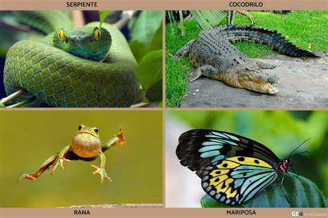 Clima tropical qué es características flora y fauna Resumen