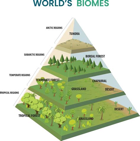 os mundos biomas pirâmide diagrama 21432381 Vetor no Vecteezy