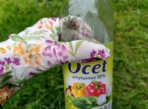Oprysk z octu na mszyce i mrówki Pomoże zwalczyć choroby i pozbyć się