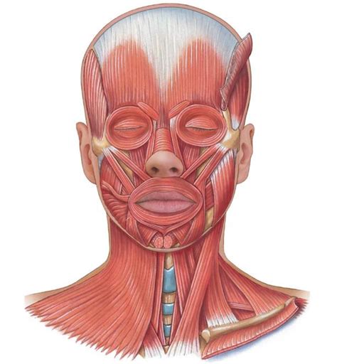 Face Muscles Diagram Quizlet