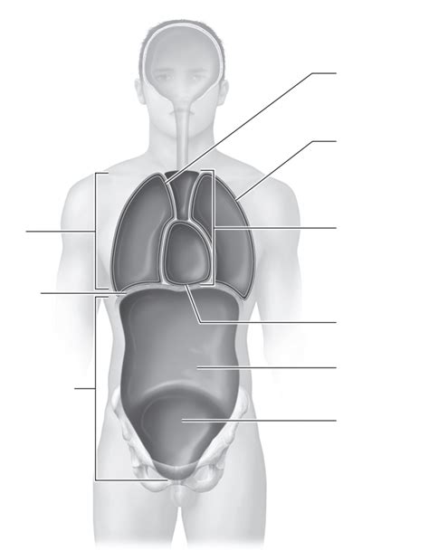 Chapter A P Diagram Ventral Body Cavity Diagram Quizlet