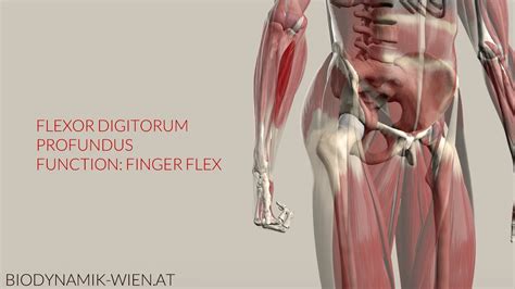 Flexor Digitorum Profundus Function Finger Flexion 3D Anatomy YouTube