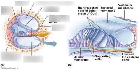 Anatomy Of The Cochlea Diagram A Diagram Quizlet