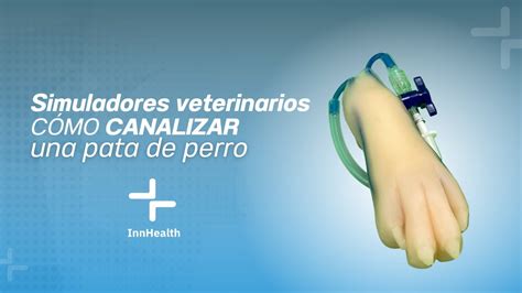 COMO CANALIZAR UNA VENA EN PERROS CON NUESTRO SIMULADOR INNHEALTH YouTube