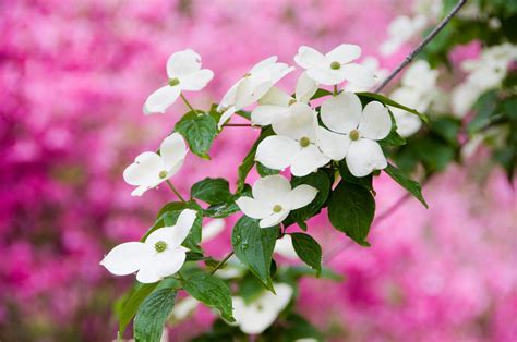 The South S Most Iconic Plants