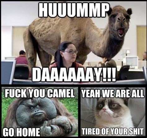 33 Happy Hump Day Meme Wishes And Images Preet Kamal