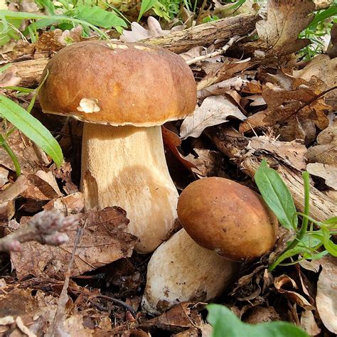 Owl Fowl On Twitter RT Mushroomman000 Boletus Reticulatus