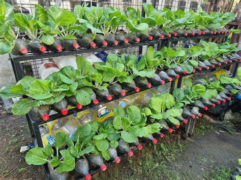 Growing Vegetables In Plastic Bottles For Bountiful Harvest Cultivating Green Spaces