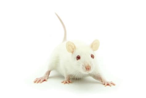 Mice Hd Png Transparent Mice Hd Png Images Pluspng