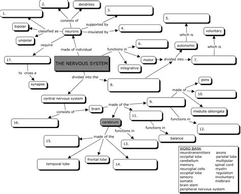 Nervous System Map
