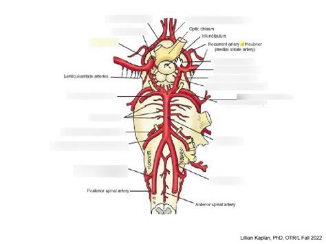 Arterial Supply Diagram Quizlet