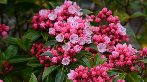 Garden Evergreens Shrubs Fasci Garden