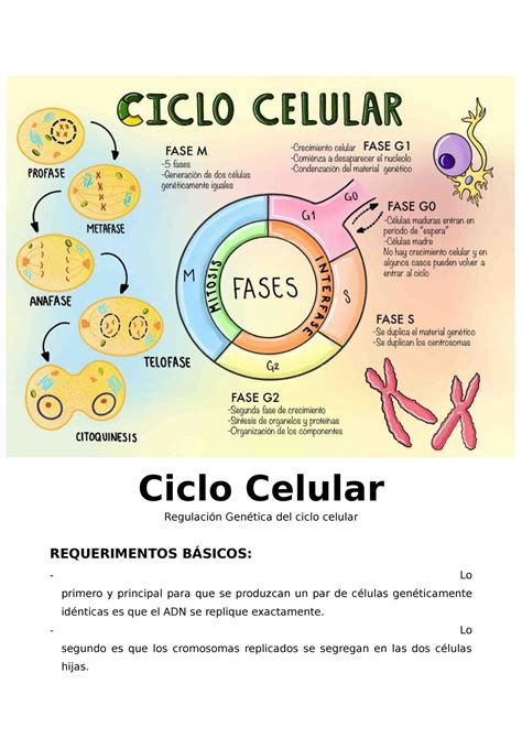 Ciclo Celular questoes Ciclo Celular Regulación Genética del ciclo