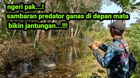 Ngeri Pak Sambaran Predator Ganas Di Depan Mata