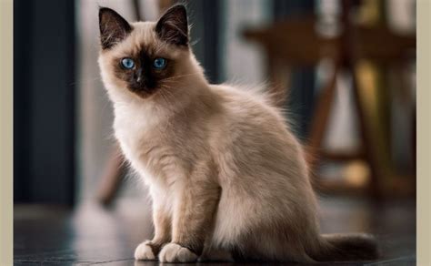 Sagrado de Birmania Precio de un gato Birmano en México y cómo saber