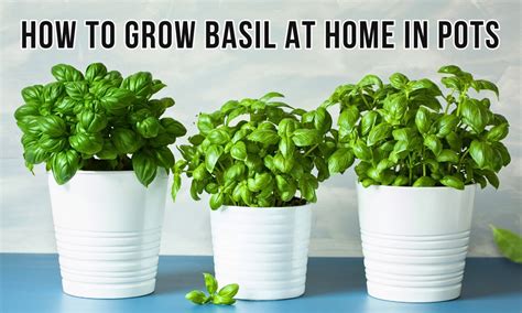 How To Grow Basil At Home In Pots Organicbazar Blog