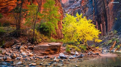 Drzewa Skały Park Narodowy Zion Stan Utah Stany Zjednoczone