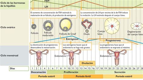 Diferencias Entre Ciclo Ovarico Y Ciclo Menstrual Brainly Lat