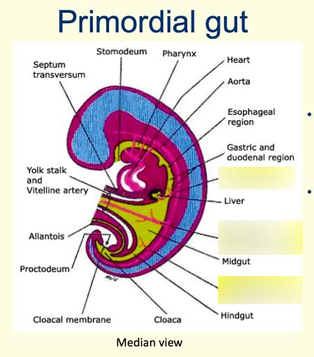 Primordial Gut Diagram Quizlet