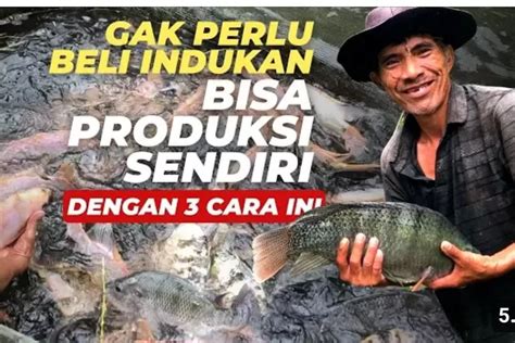 Peternak Kreatif Trik Cara Seleksi Dan Pemeliharaan Calon Indukan