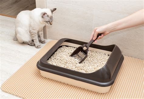 Cacca Di Gatto Guida Sulla Salute Intestinale Del Felino