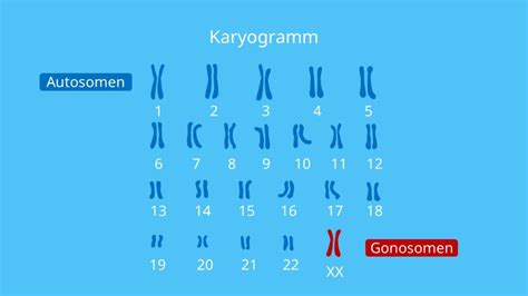 Chromosomen Aufbau Und Darstellung Mit Video