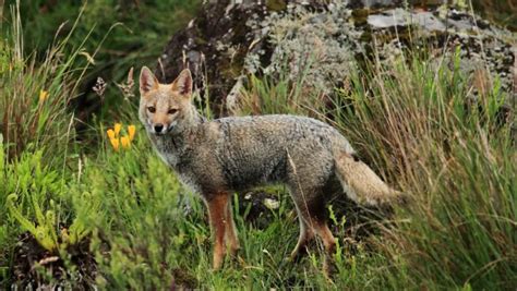Animais do Pampa mamíferos aves répteis e anfíbios