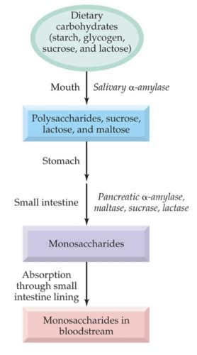 CH 22 BIOCHEM Flashcards Quizlet