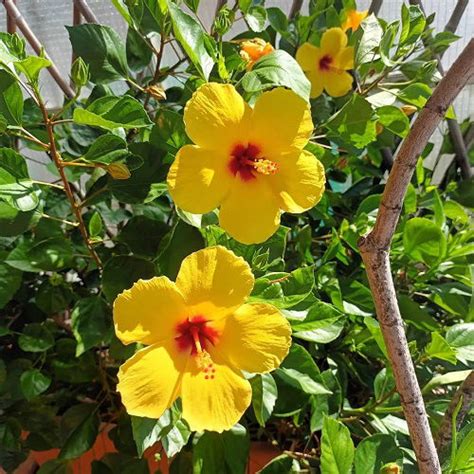 State Flower Of Hawaii And How To Grow It Balcony Garden Web