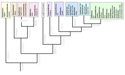 Fish Phylogeny Diagram Quizlet