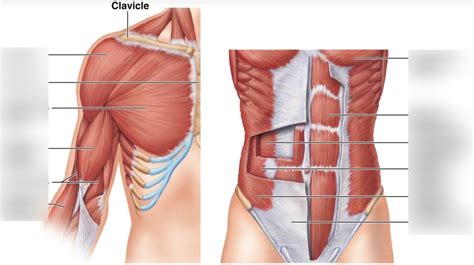 Muscles Of The Anterior Trunk Shoulder And Arm Diagram Quizlet