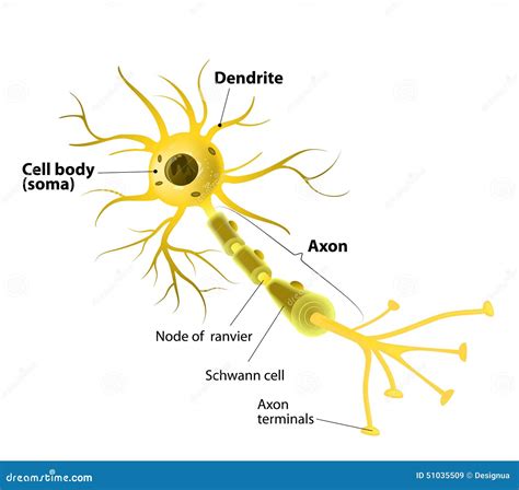 Motor Neuron Detailed And Accurate Labeled Stock Vector Image 51035509