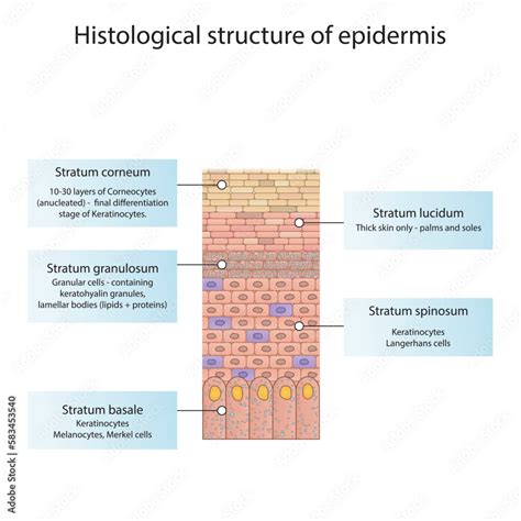 Histological Structure Of Epidermis Skin Layers Shcematic Vector