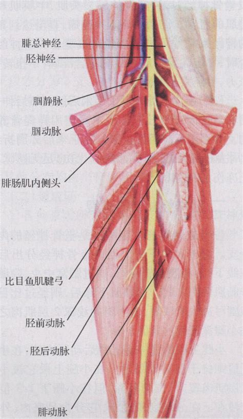 胫神经断伤的修复 王成琪显微外科 医学