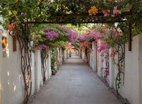 Las 15 mejores plantas trepadoras para pérgolas Flores Navarro