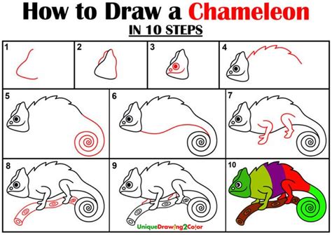 How To Draw A Chameleon Step By Step Step By Step Drawing Drawing