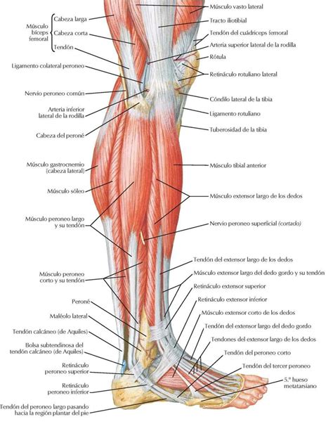 TIPOS DE PIERNAS Y COMO ENTRENARLAS GYMVIRTUAL