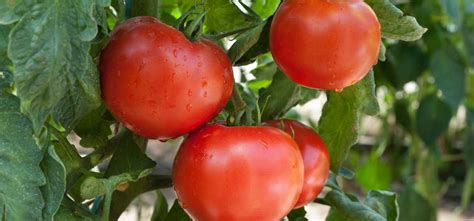 9 Manfaat Makan Tomat Mentah Dan Efek Sampingya Blog Rey