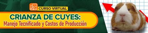 Curso On Line Crianza De Cuyes Manejo Tecnificado Y Costos De