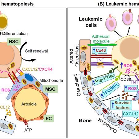 Schematic Representation Of Normal And Leukemic Hematopoiesis A