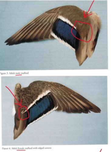 Waterfowl Wings Flashcards Quizlet