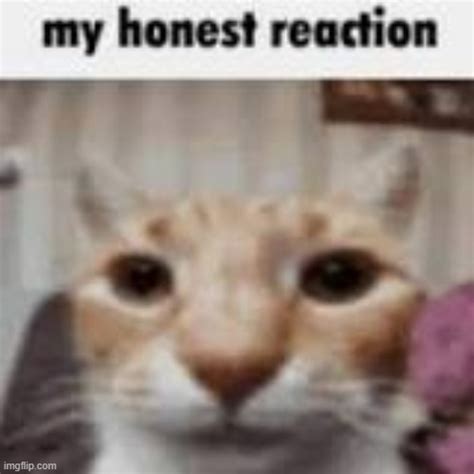 My Honest Reaction Imgflip